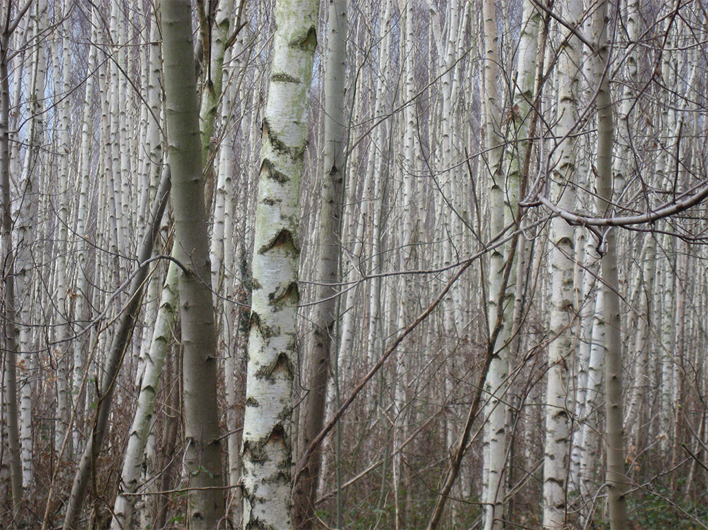 Bouleaux / Birch - Sophie Racine