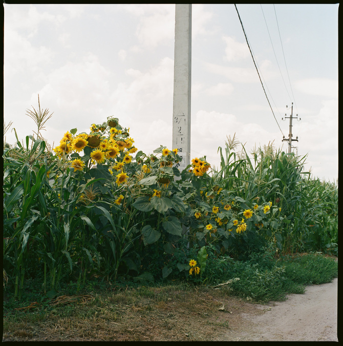 BROKEN TREES - vic bakin