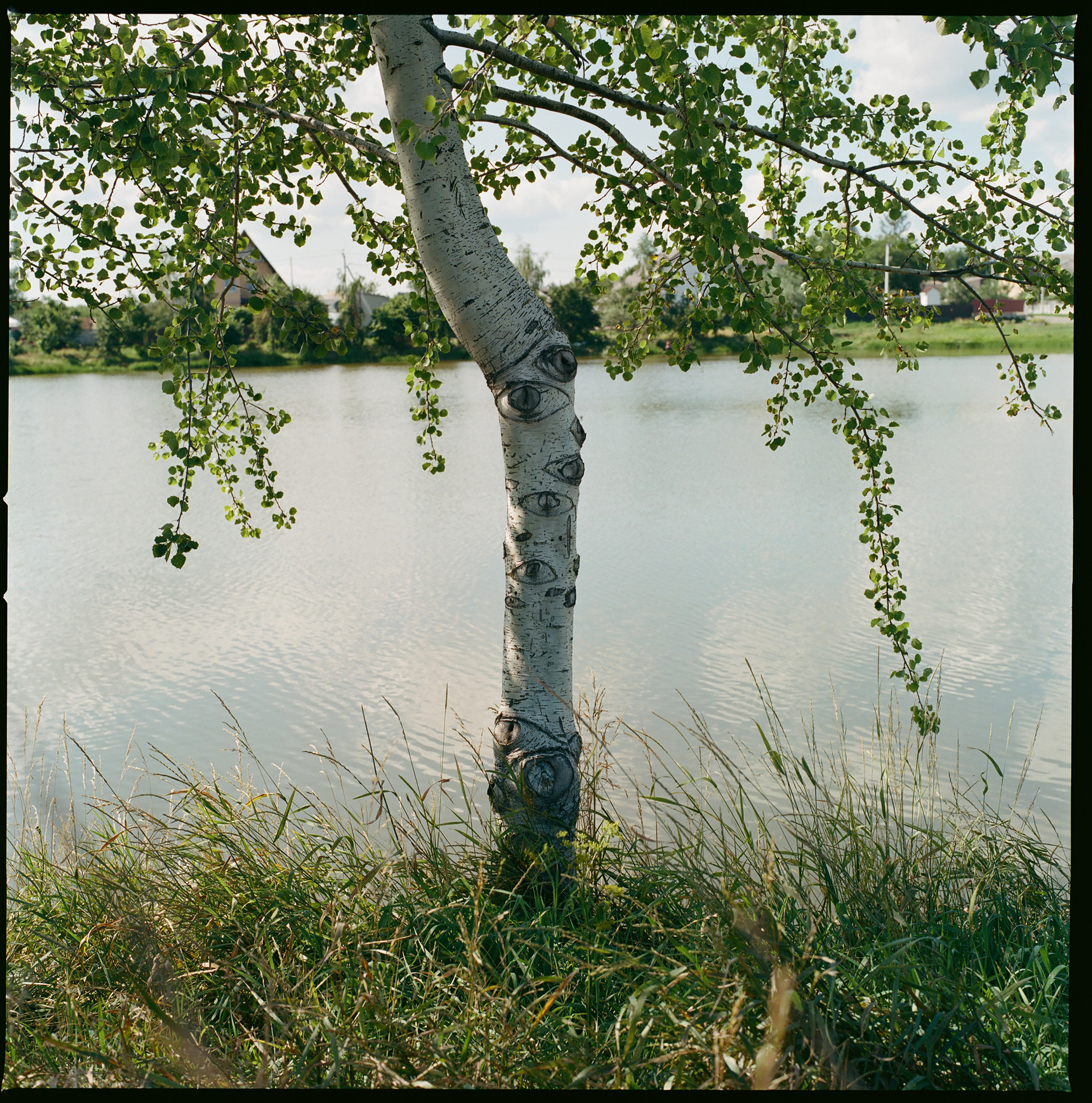 BROKEN TREES - vic bakin