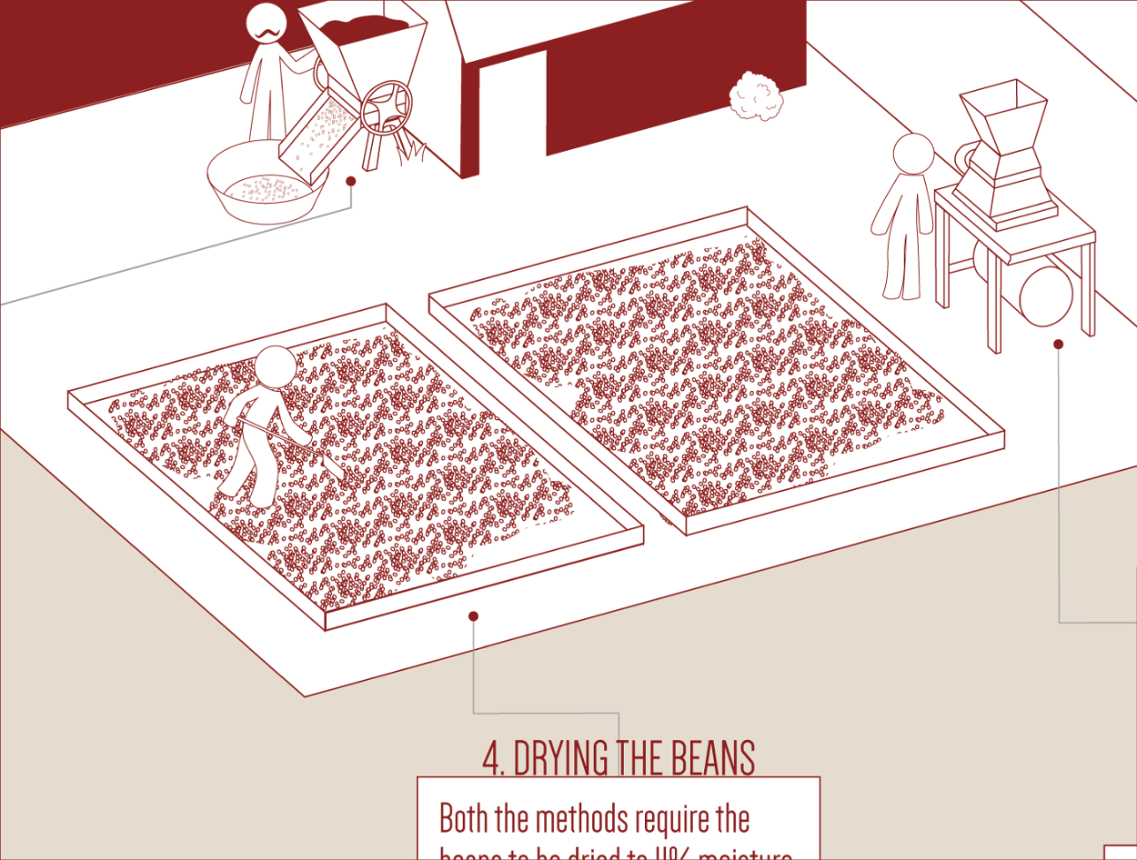 How coffee is made - Ana Catarina Sardo