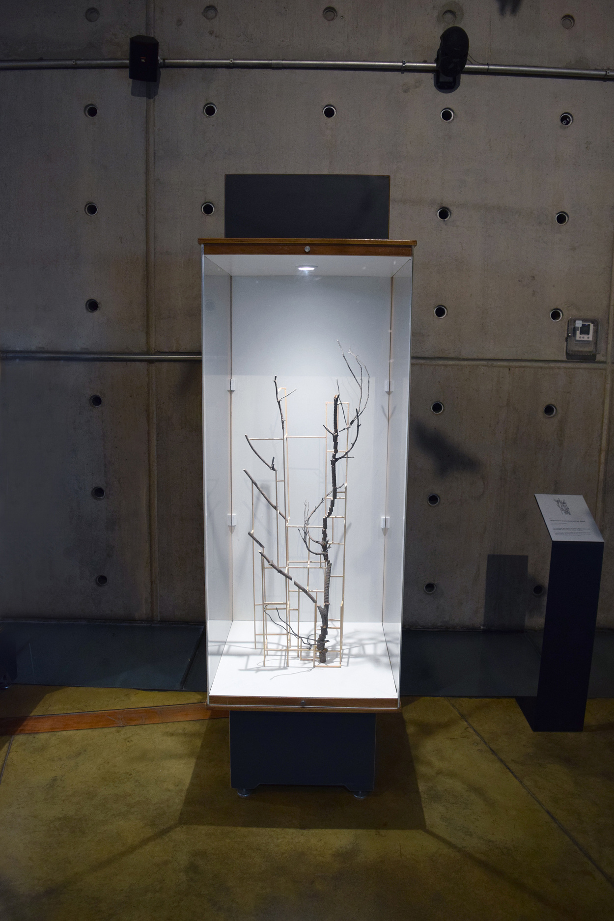 Fragmented forest - Rodrigo Arteaga