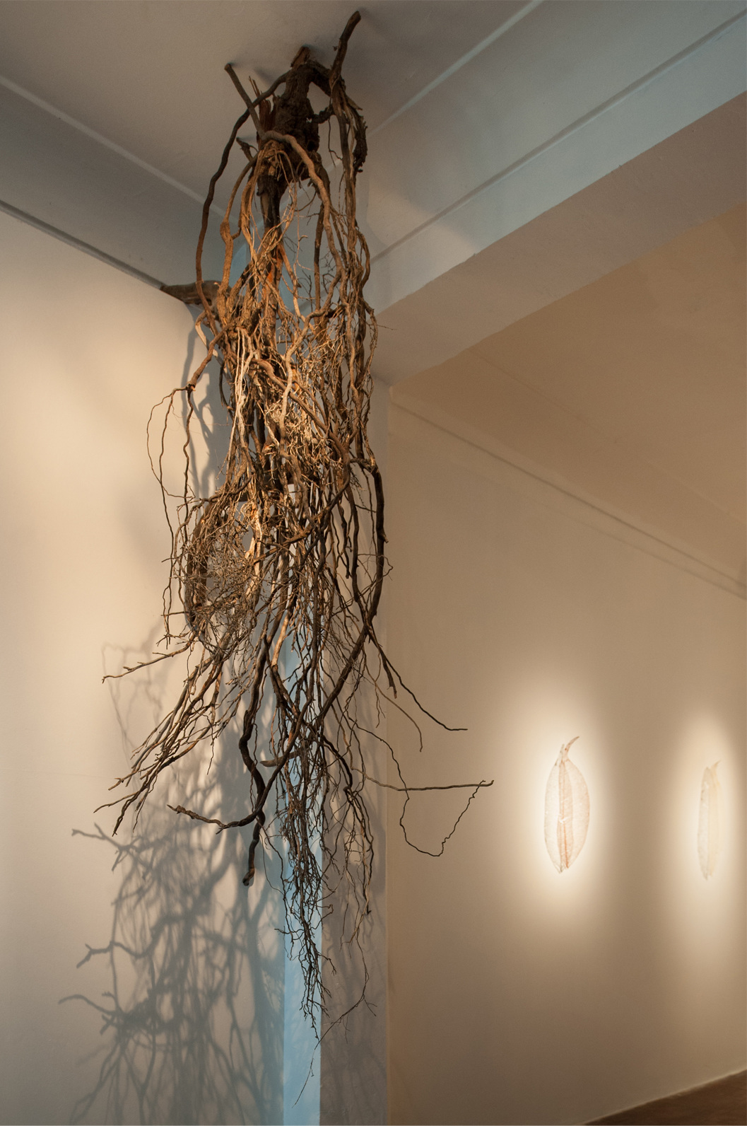 Botanical scope: root - Rodrigo Arteaga