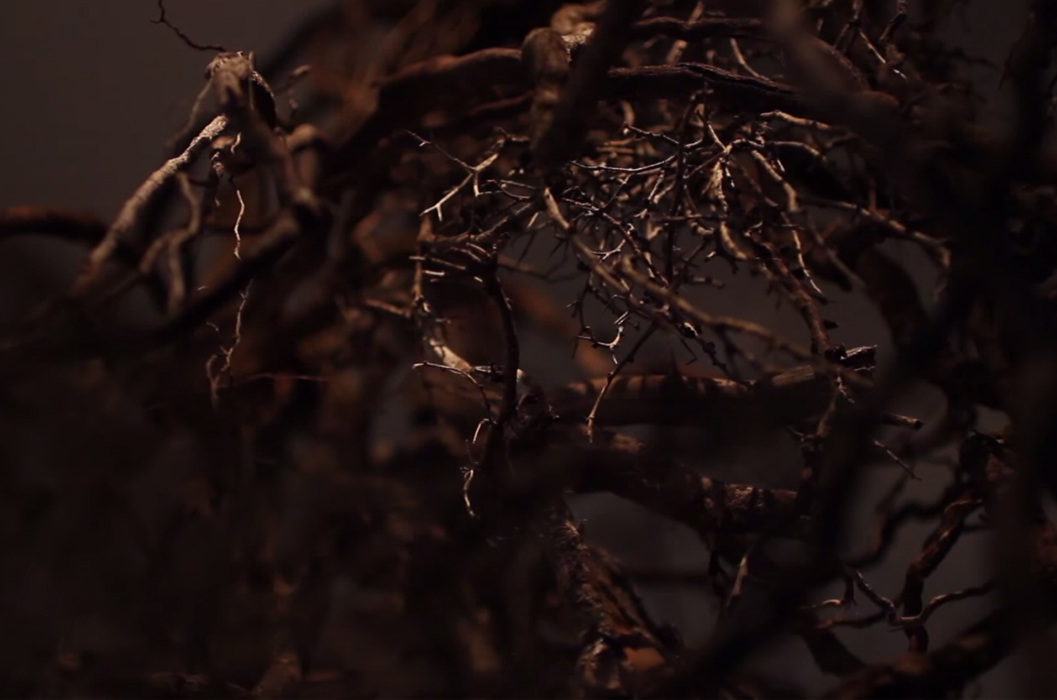 Botanical scope: root - Rodrigo Arteaga