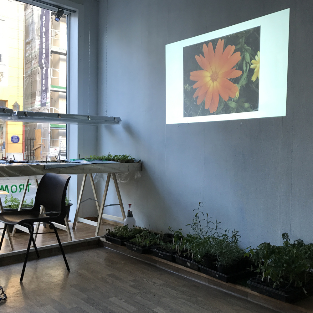 Bilder - DYRK TROMSØ -Rambergan & St.Hanshaugen urbane nyttehager