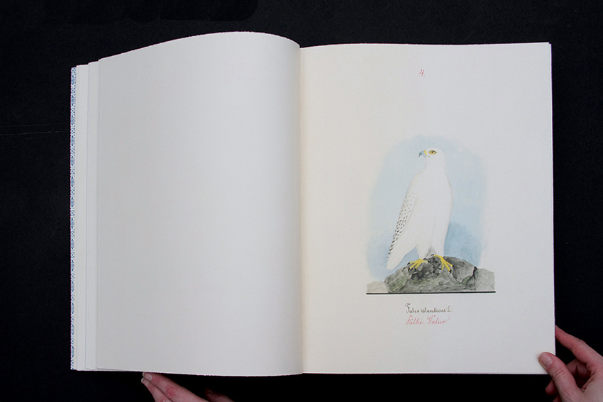 BIRDS OF ICELAND - snæfrid&hildigunnur
