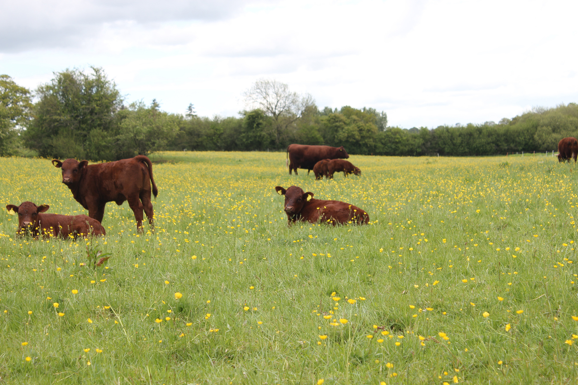 Our Cows - Mere Park Farm