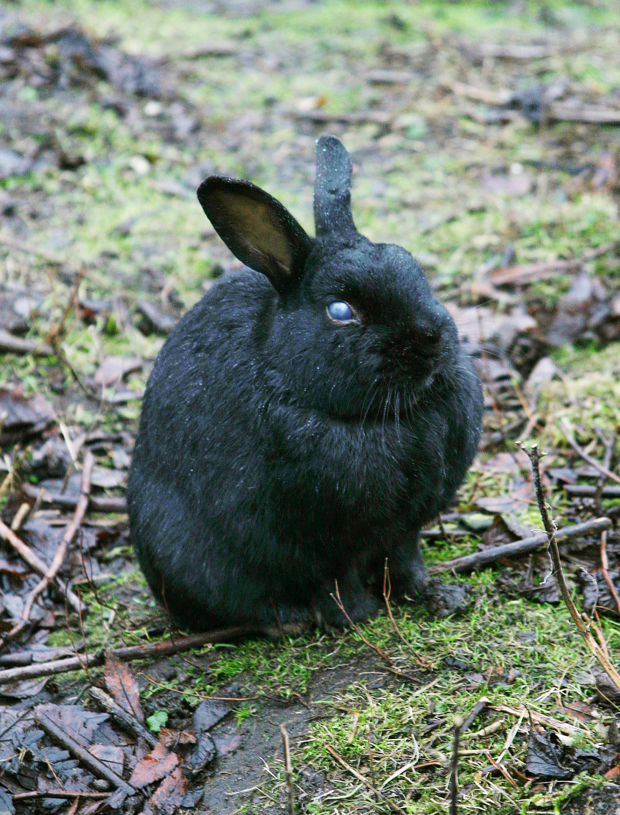 BUNNY SAMSON - katirapia.com