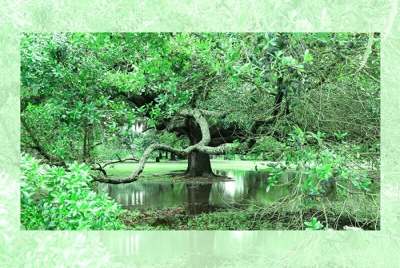 Greenery Project(2015) - Seokyung Lee