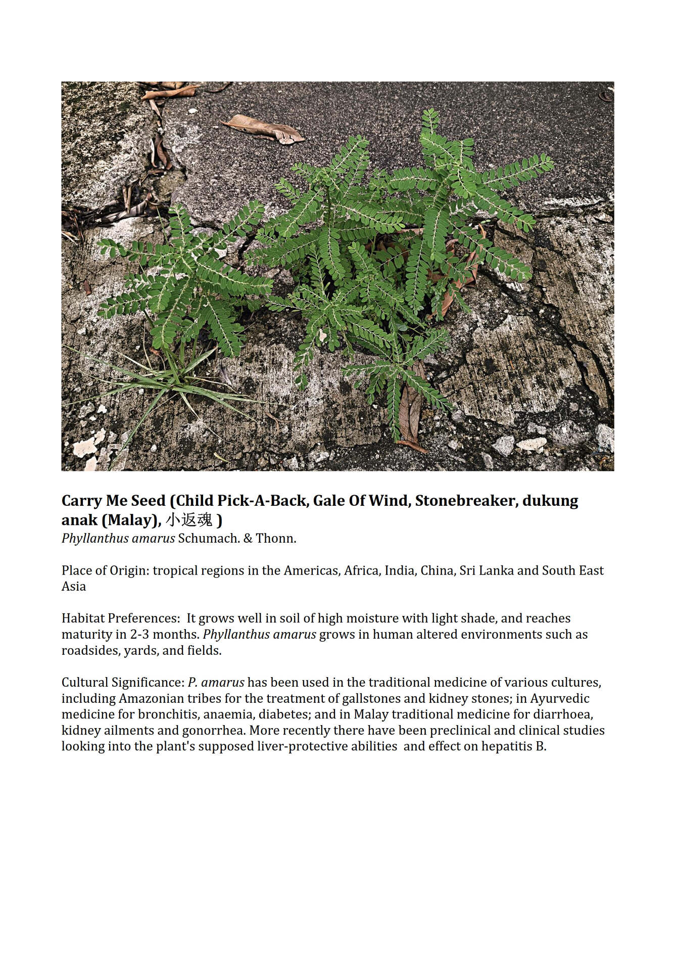 Ruderal Herbarium of Singapore - Oliver Musovik