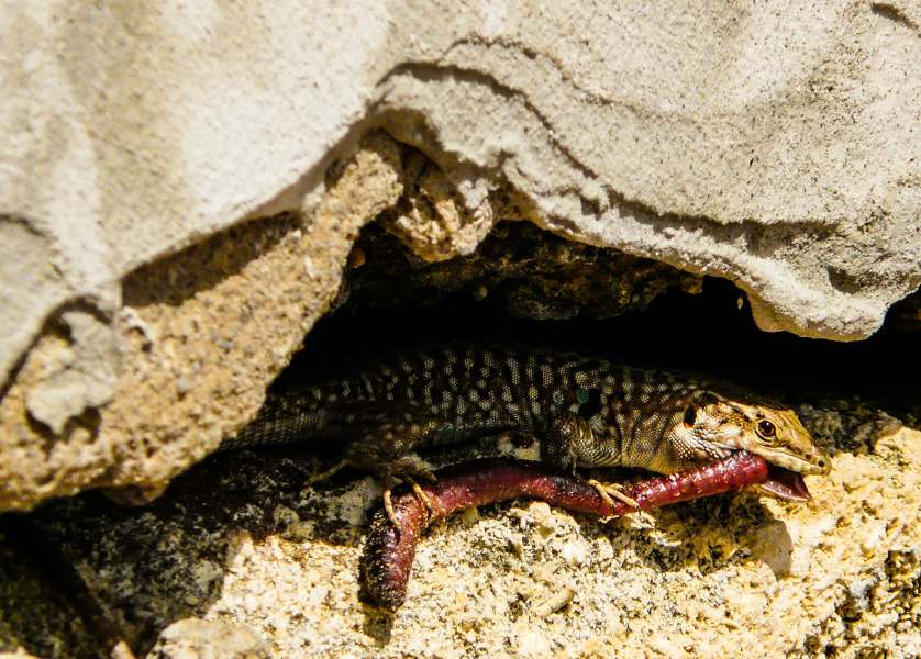 Animals and nature - Ferdinand Reyes Photography