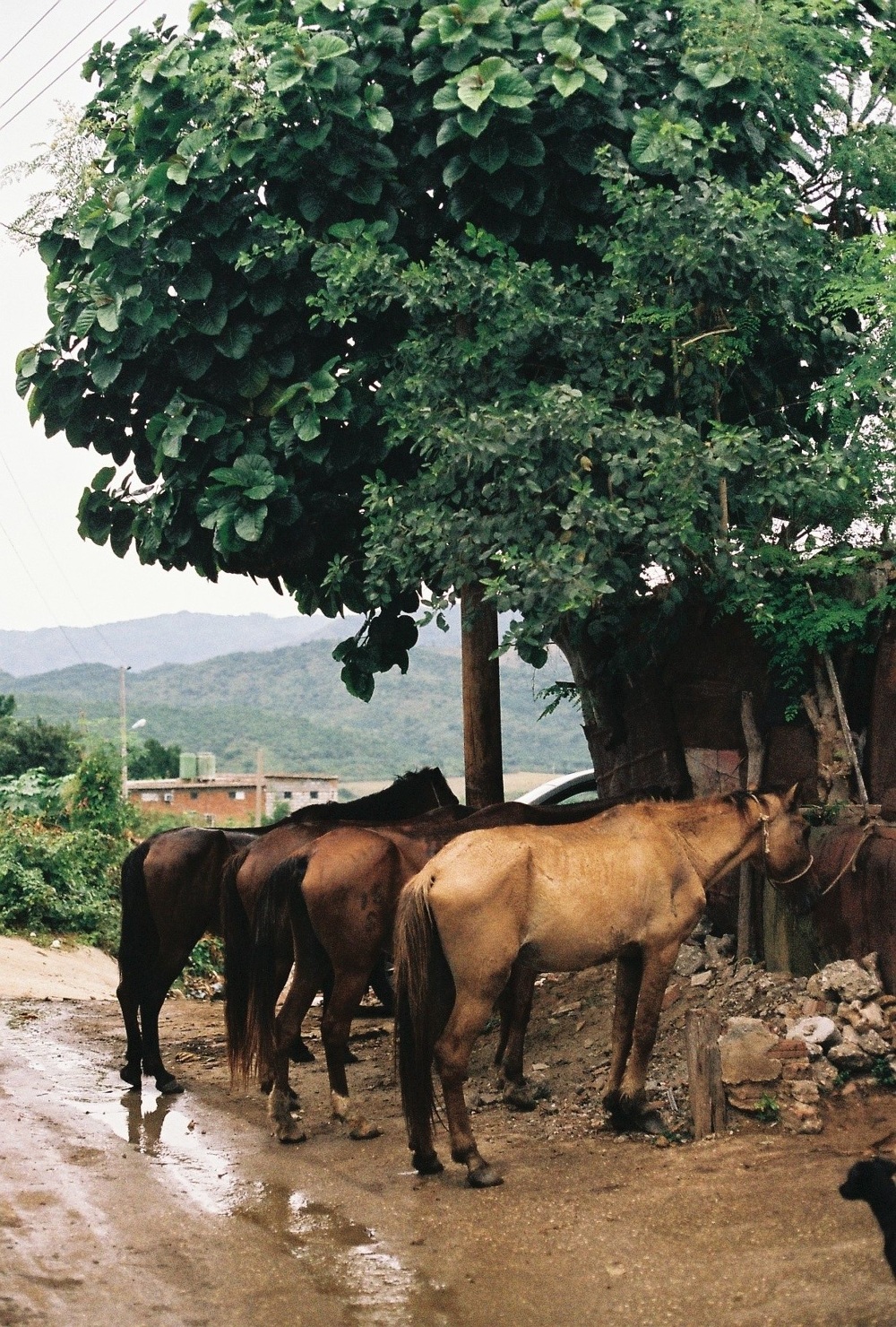 cuba - SOFIA LARSSON