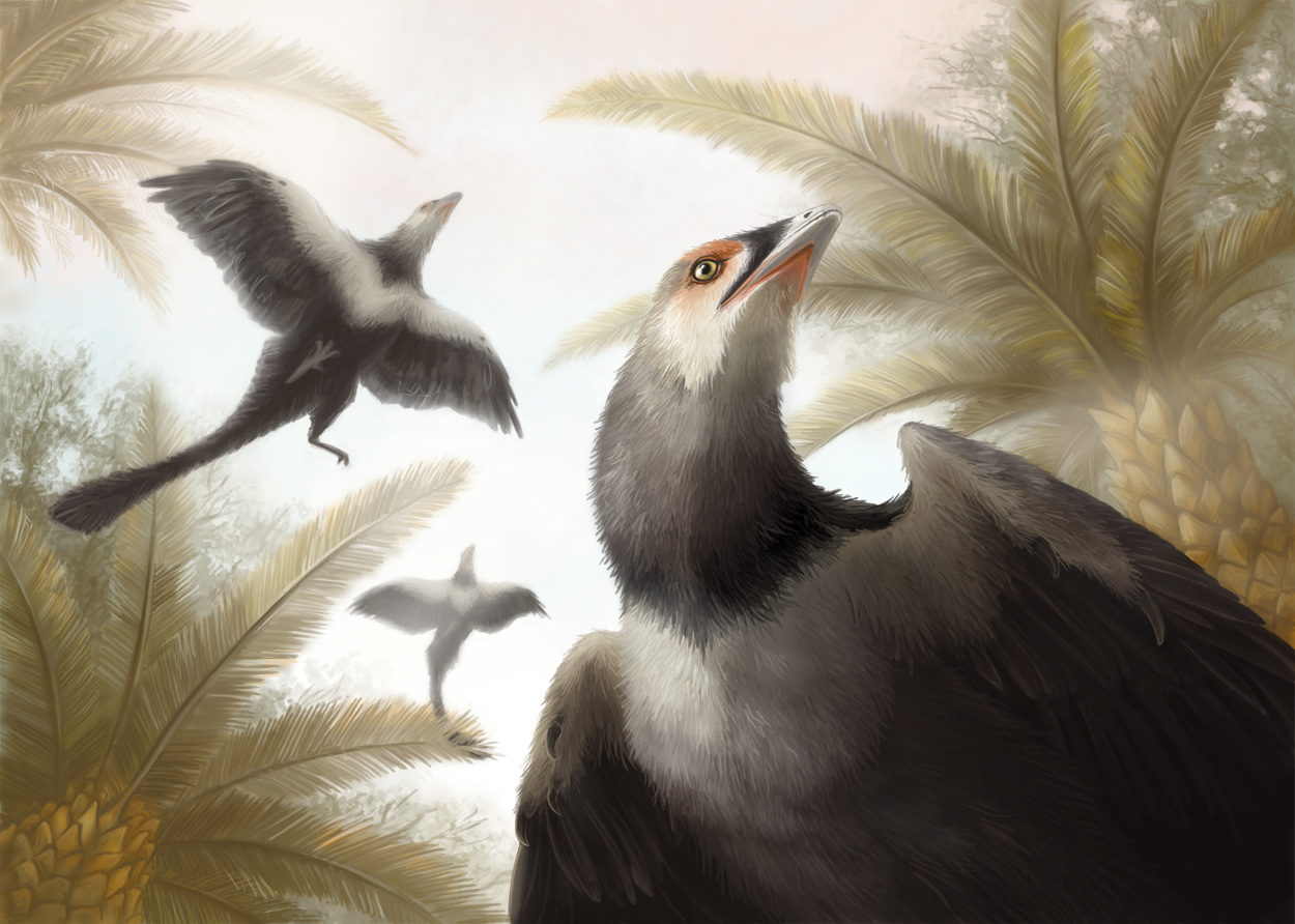 What are birds? - franz anthony