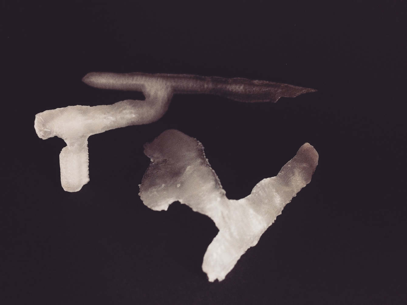 fósseis digitais [digital fossils] - ana elisa carramaschi