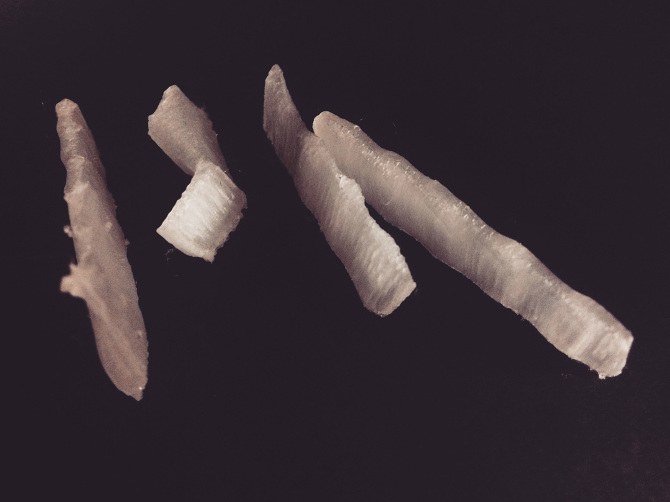 fósseis digitais [digital fossils] - ana elisa carramaschi