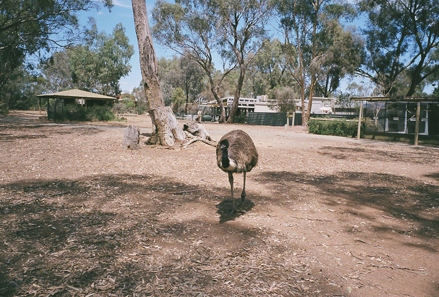 Kyabram Fauna Park - clairefeain