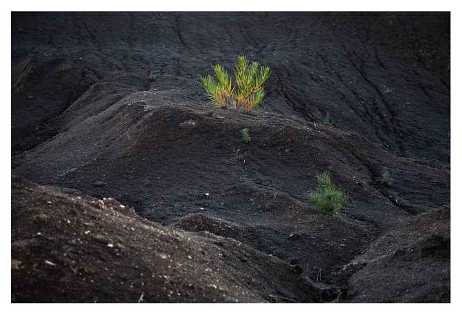 Fragmentação do Habitat - Mónica de Sousa