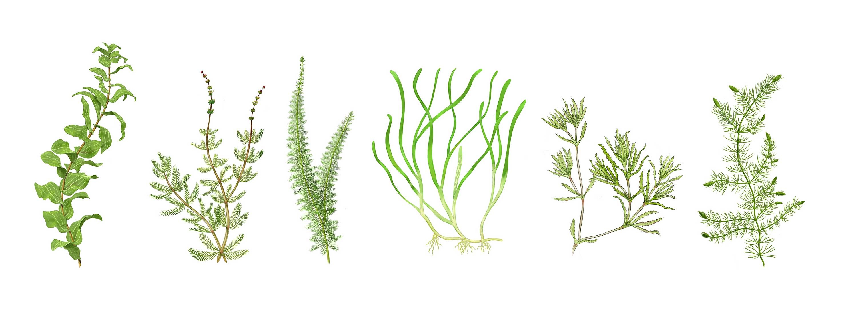 aquatic plants - Iain Ashman design + illustration