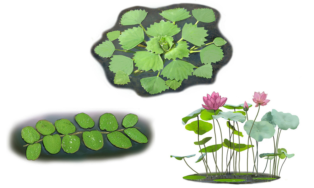 aquatic plants - Iain Ashman design + illustration