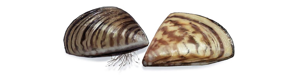 sea life - Iain Ashman design + illustration