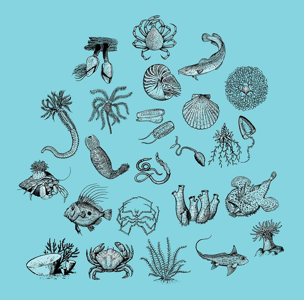 sea life - Iain Ashman design + illustration