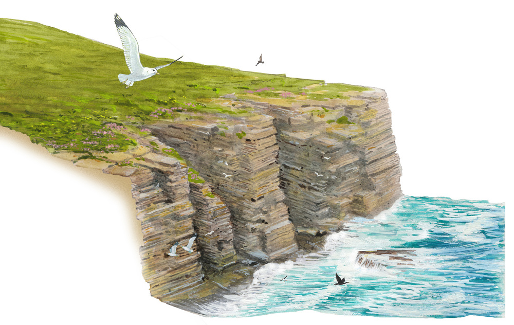 cliff life - Iain Ashman design + illustration