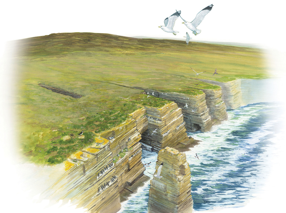 cliff life - Iain Ashman design + illustration