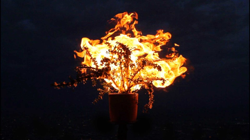 Savia Solaris - Carolina Charry