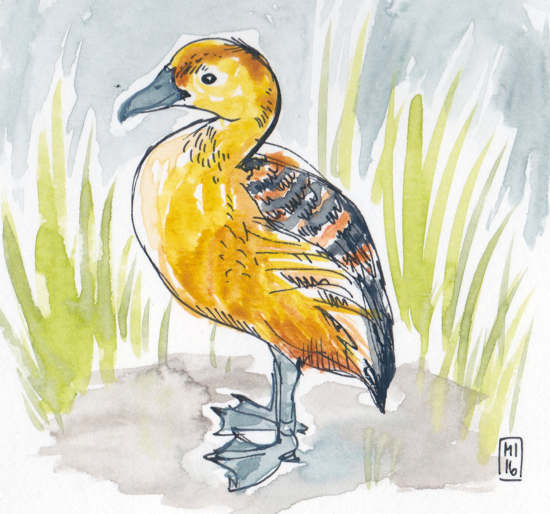 Quack, Quack, I am a Duck - Michaela Istok Ahonen Illustration