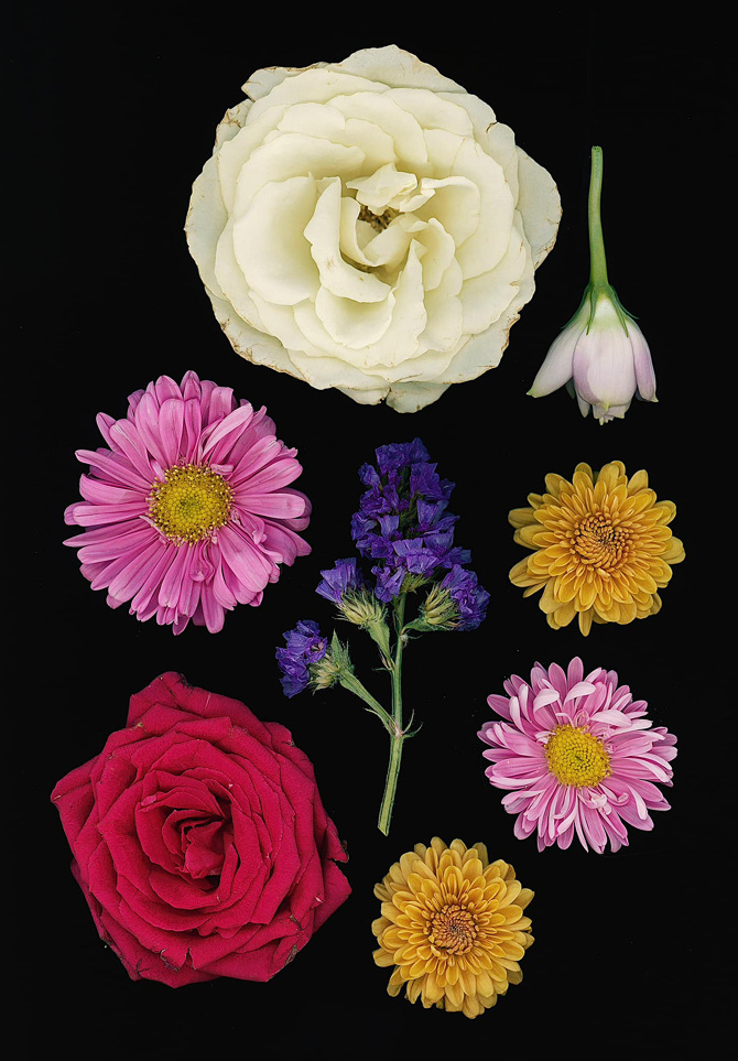 Flower Scans - My Dearest Maria,