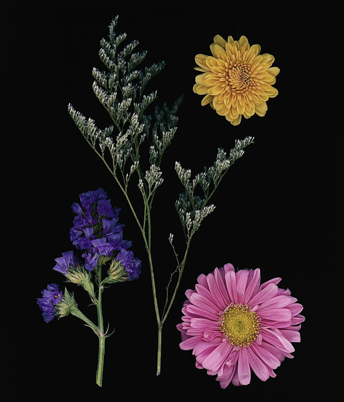 Flower Scans - My Dearest Maria,