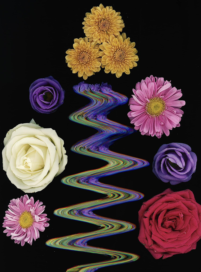 Flower Scans - My Dearest Maria,