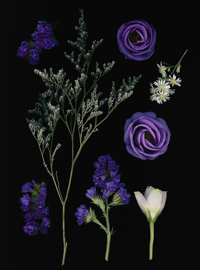 Flower Scans - My Dearest Maria,