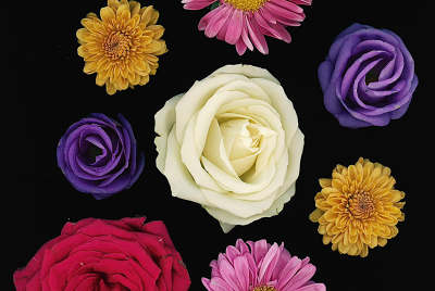 Flower Scans - My Dearest Maria,