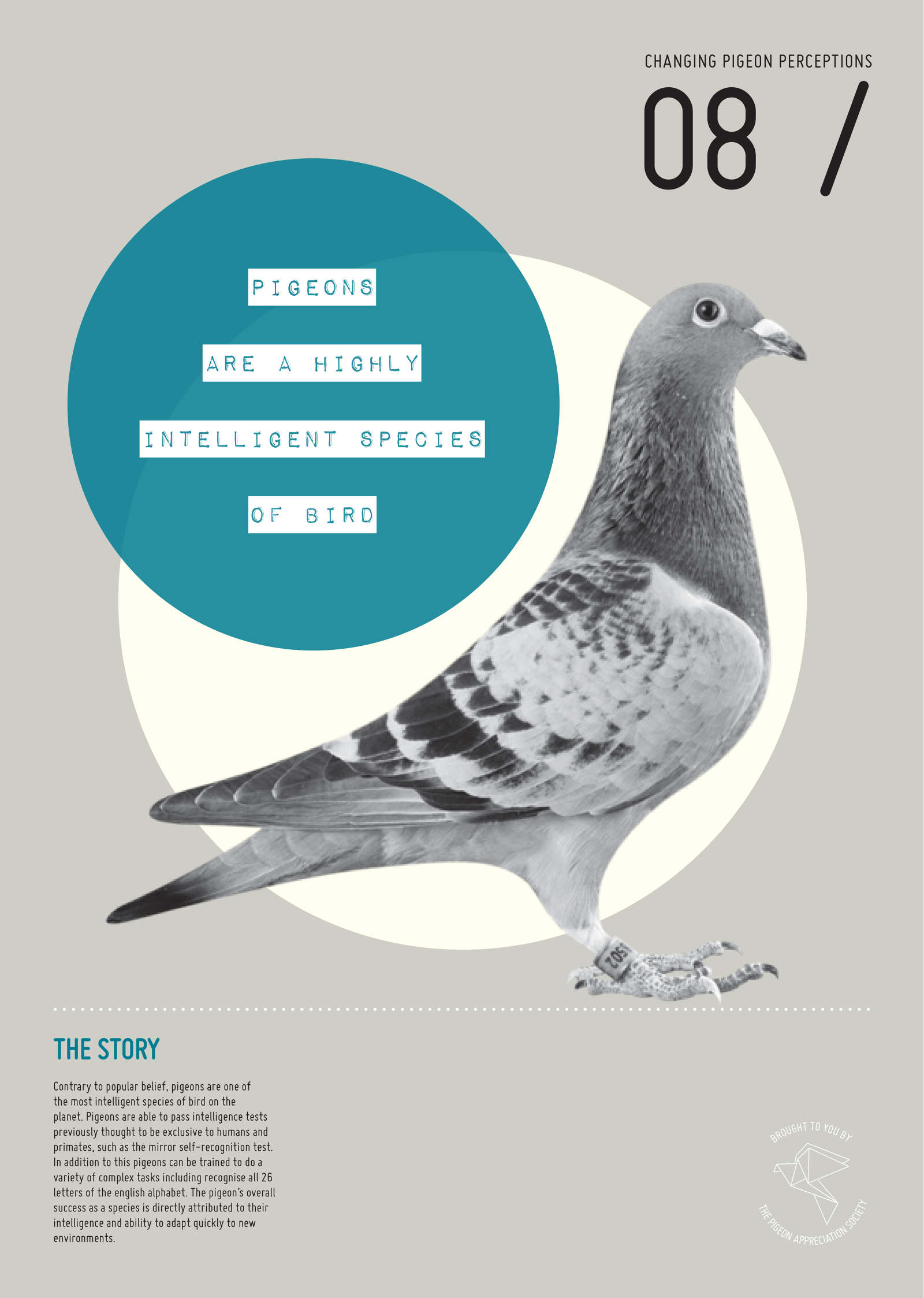 The Pigeon Appreciation Society - rhosyn & resident