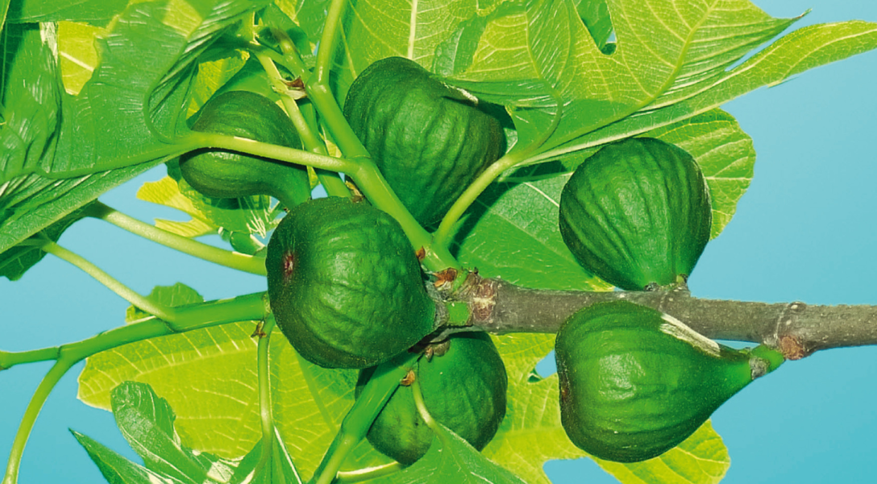 Italian Summer Fig - Alice Belgrove