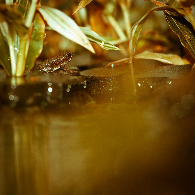 Paludarium - Josh Okun