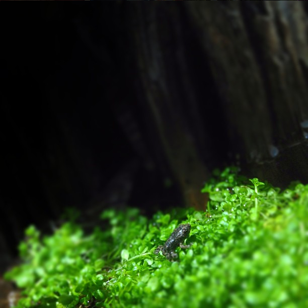 Paludarium - Josh Okun