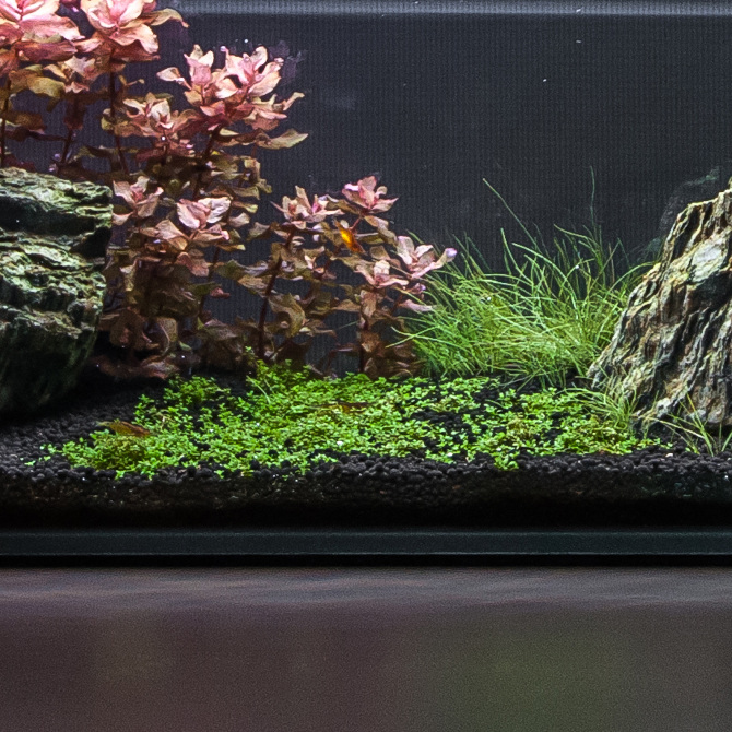 12-Gallon Long - Josh Okun