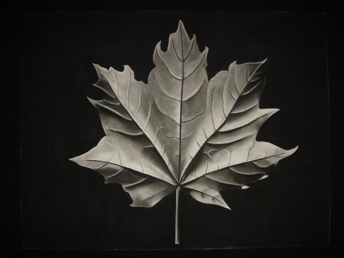 Charcoal Leaf Drawings at Laura Burke blog