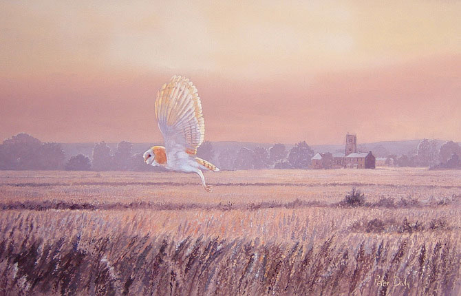 Peter Daly Artist & Illustrator