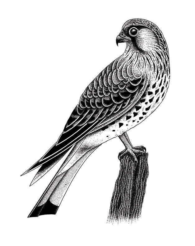 Kestrel - Kris Sale Design