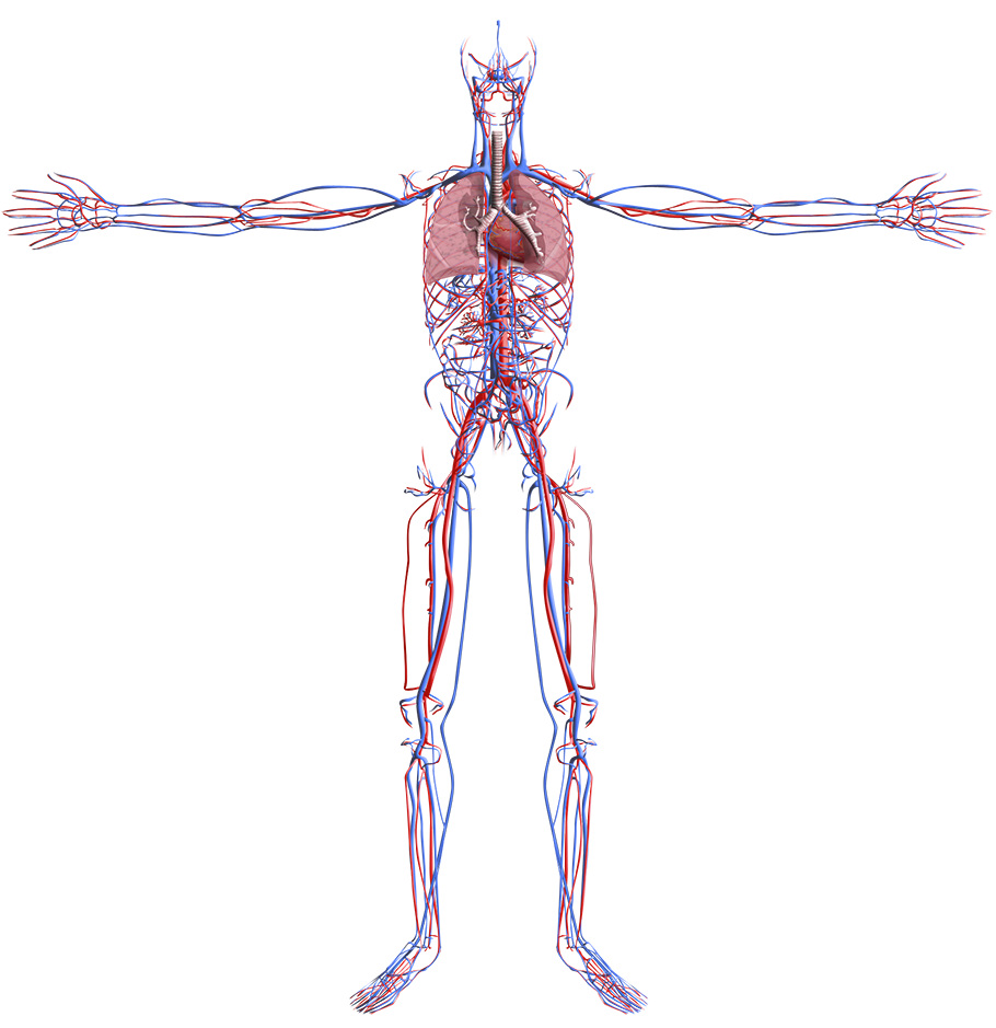 Full Body Viewer - Katherine Trimble