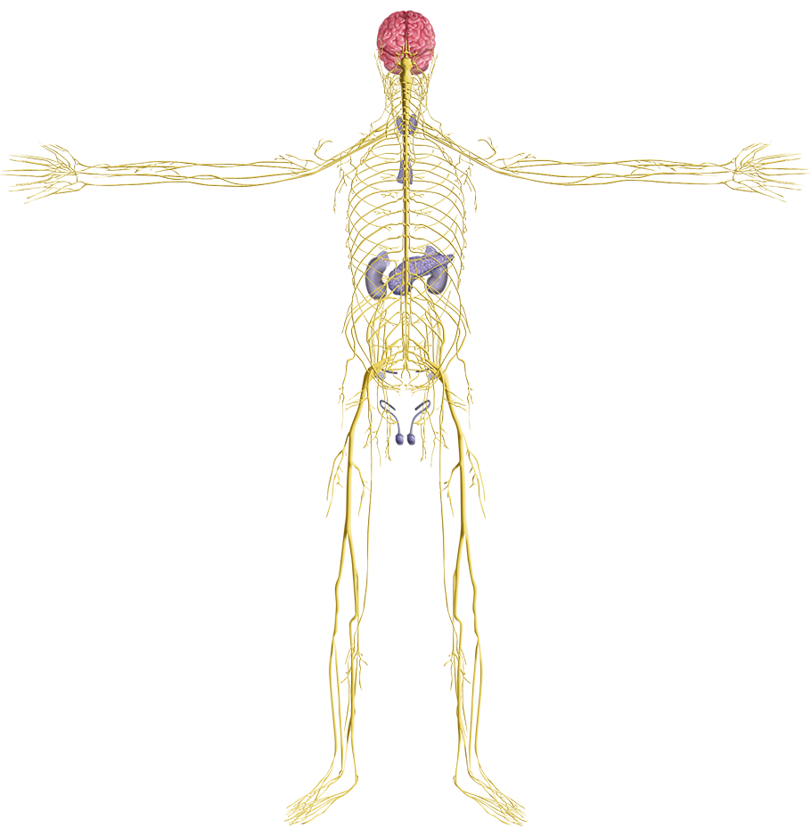 Full Body Viewer - Katherine Trimble
