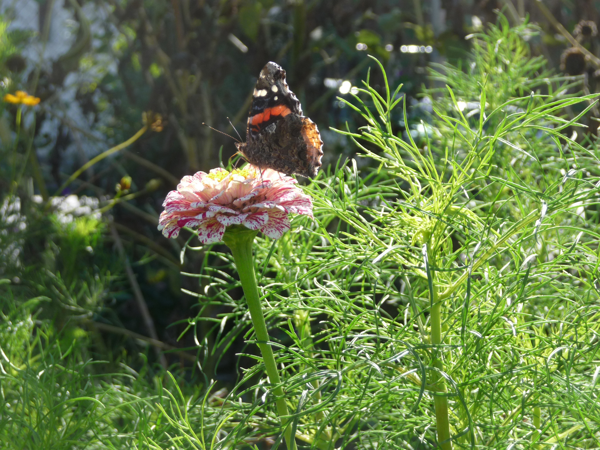 Natural Dye Plant Gardens - Patricia Rogers