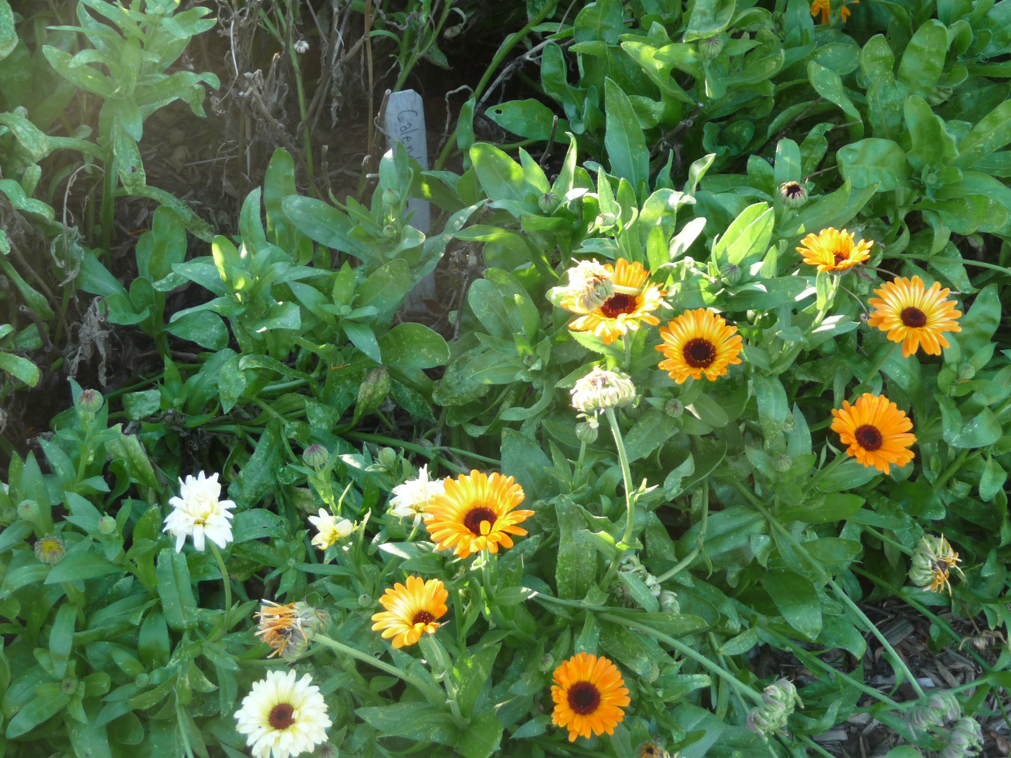 Natural Dye Plant Gardens - Patricia Rogers