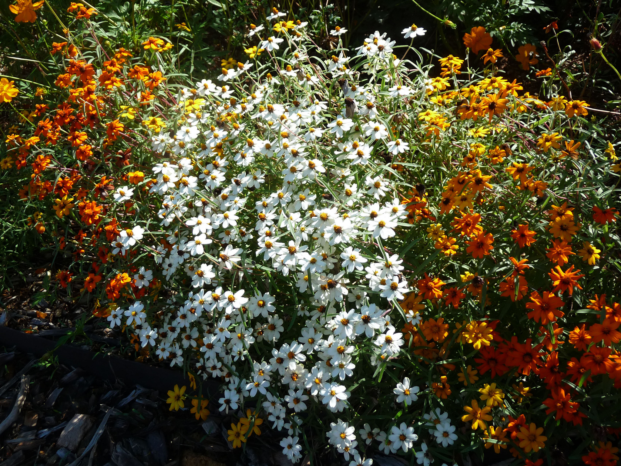 Natural Dye Plant Gardens - Patricia Rogers
