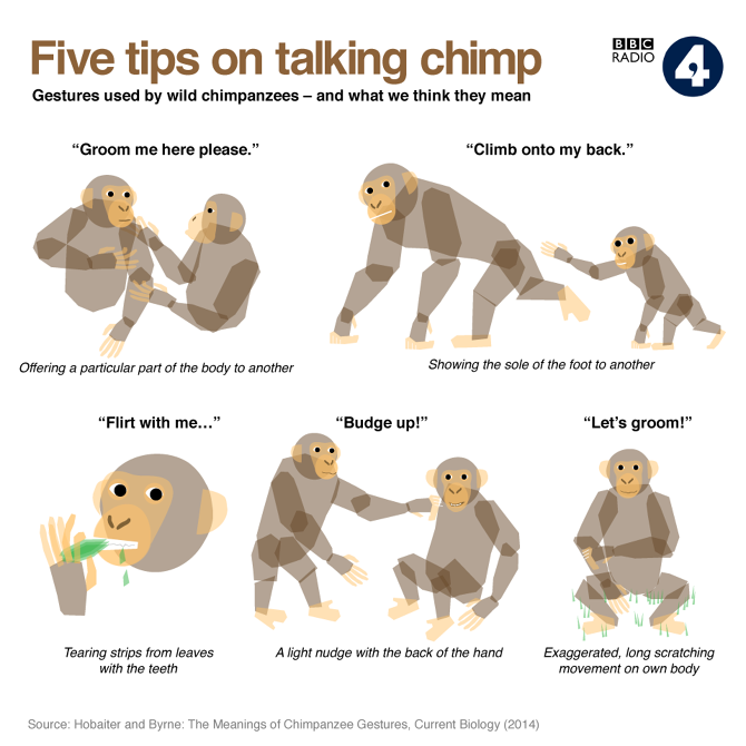 BBC: Do you speak chimp? - Jack Hagley : Graphic Design : Infographics