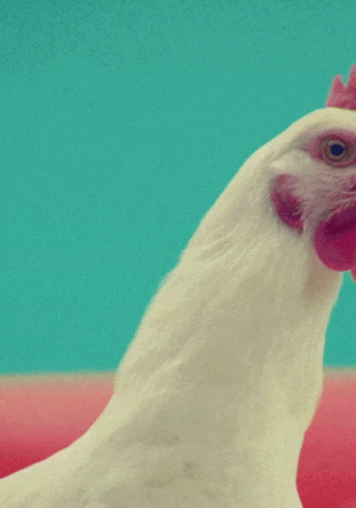 SOS Mata Atlântica • ecochato - fuku