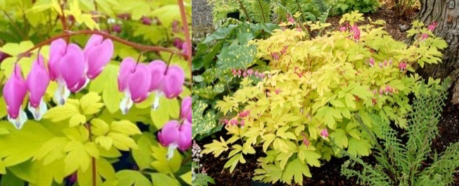 Dicentra spectabilis ‘Gold Heart’ - Stonepocket - Know What You Grow