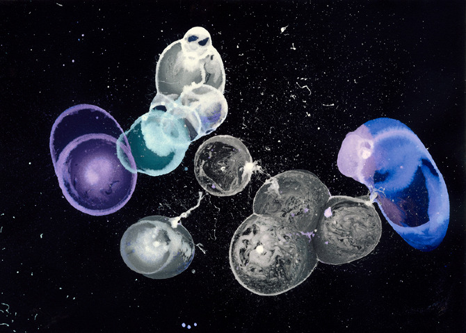 The Local Bubble - NANCY MUNFORD